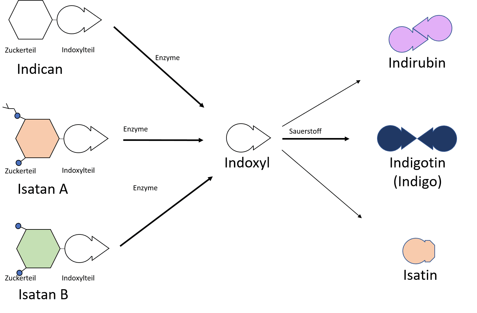 Indigo aus Färberwaid | Faserexperimente